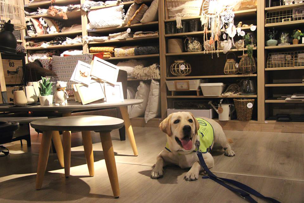 Right of Access - Scale Dogs