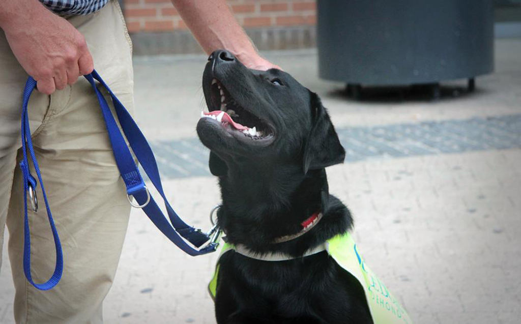 Etiquette - Scale Dogs