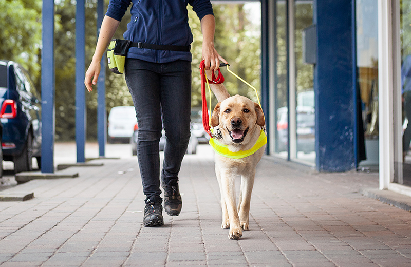 Le chien guide - Scale Dogs