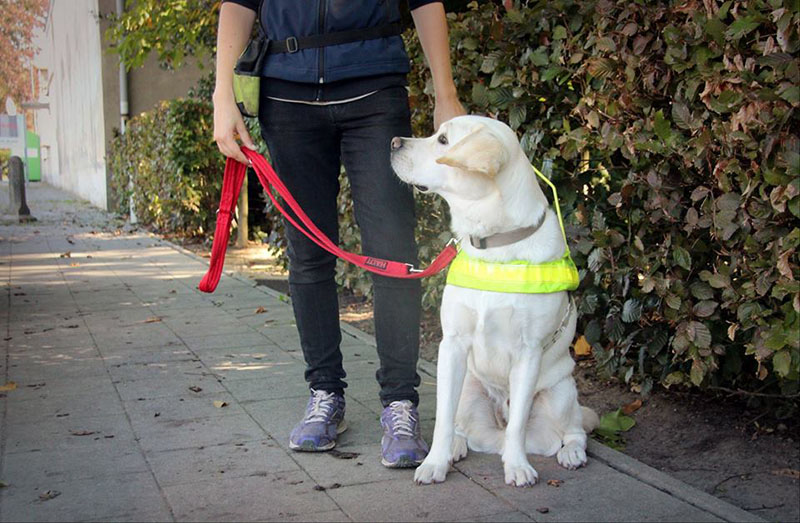 News and Publications - Scale Dogs