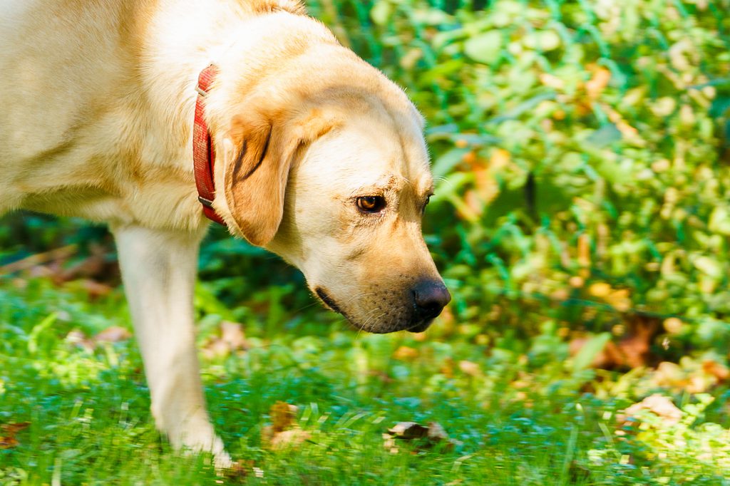 Declaration of Privacy - Scale Dogs