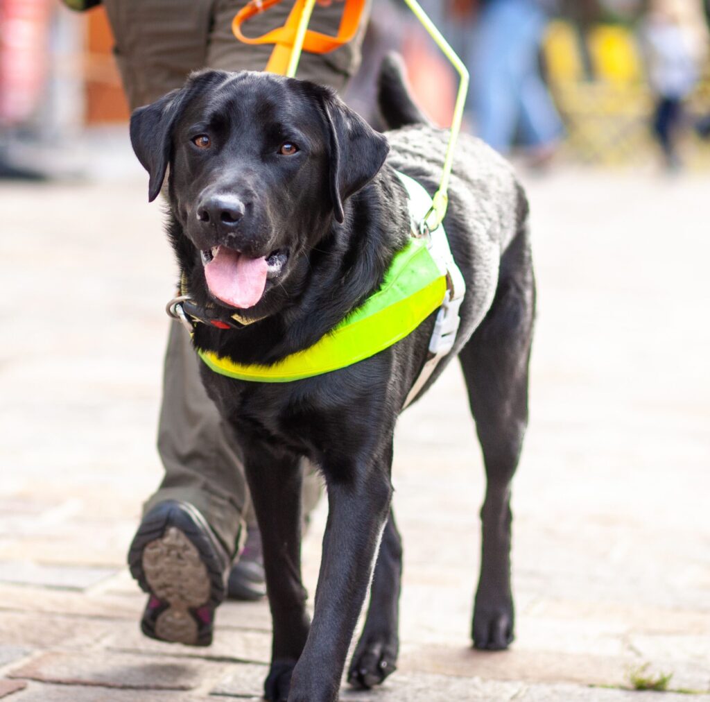 The Guide Dog - Scale Dogs