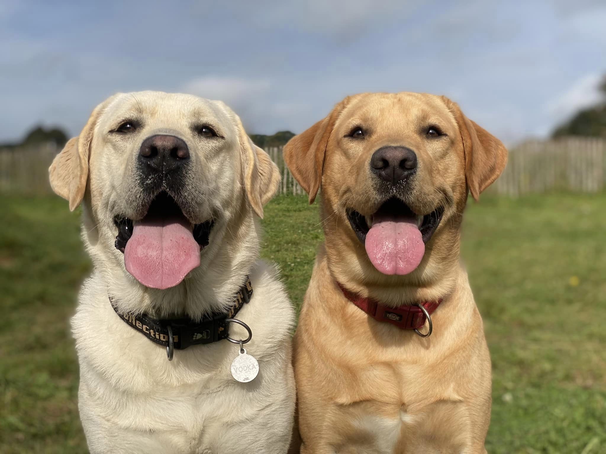 Our Team - Scale Dogs