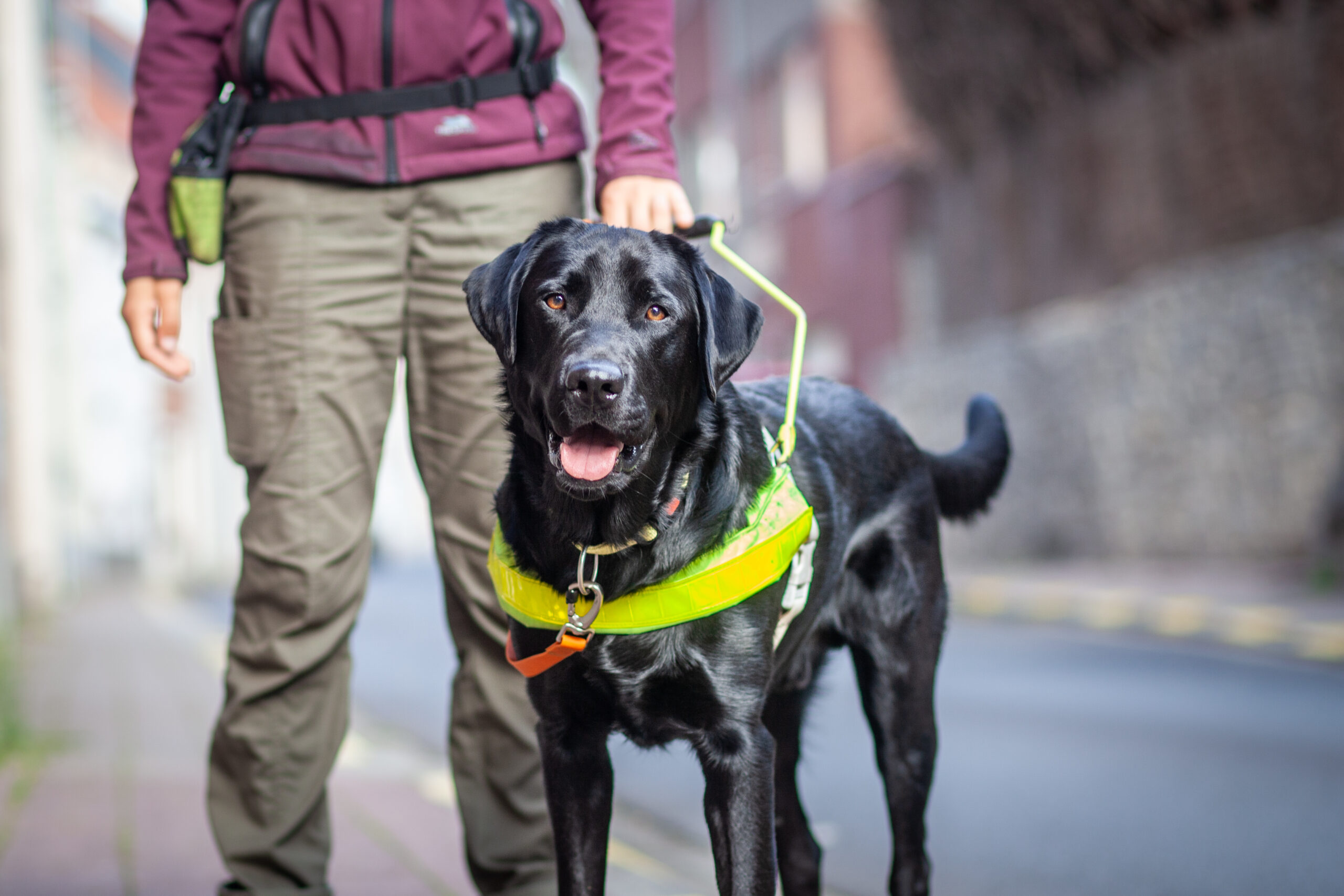 Getuigenissen - Scale Dogs