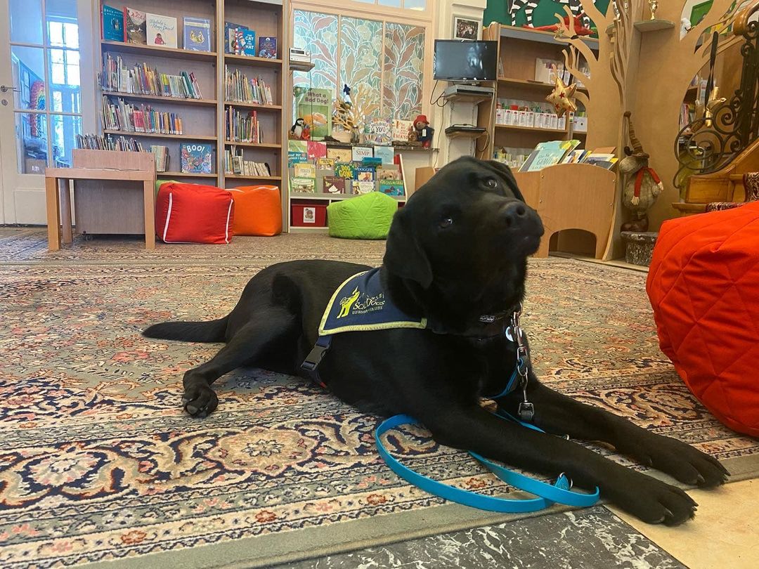 Témoignages - Scale Dogs